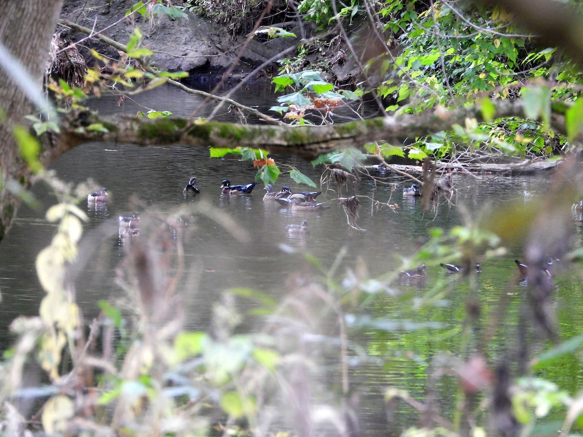 eBird Checklist - 15 Oct 2025 - Great Council State Park - 28 species