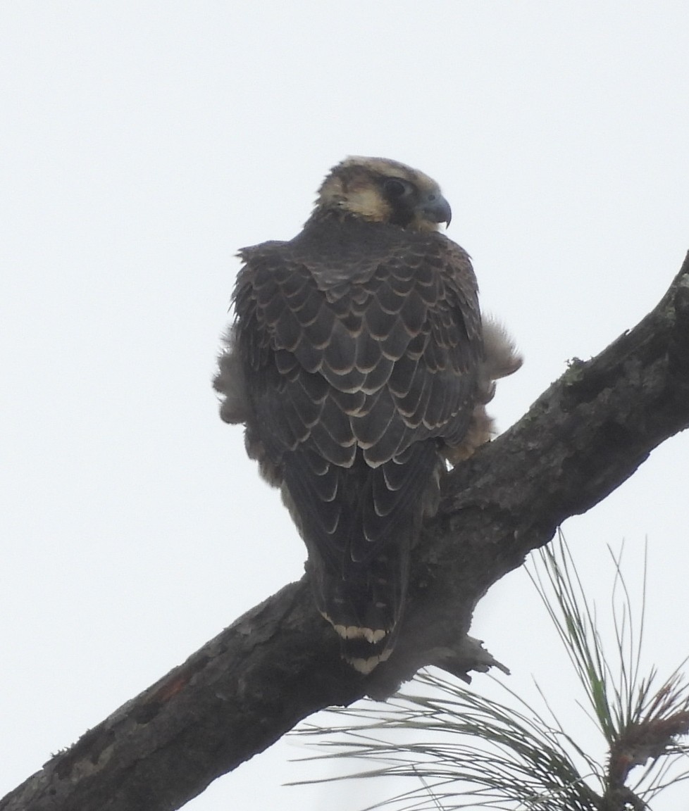 eBird Checklist - 11 Oct 2025 - GTM NERR--Guana Loop - 36 species