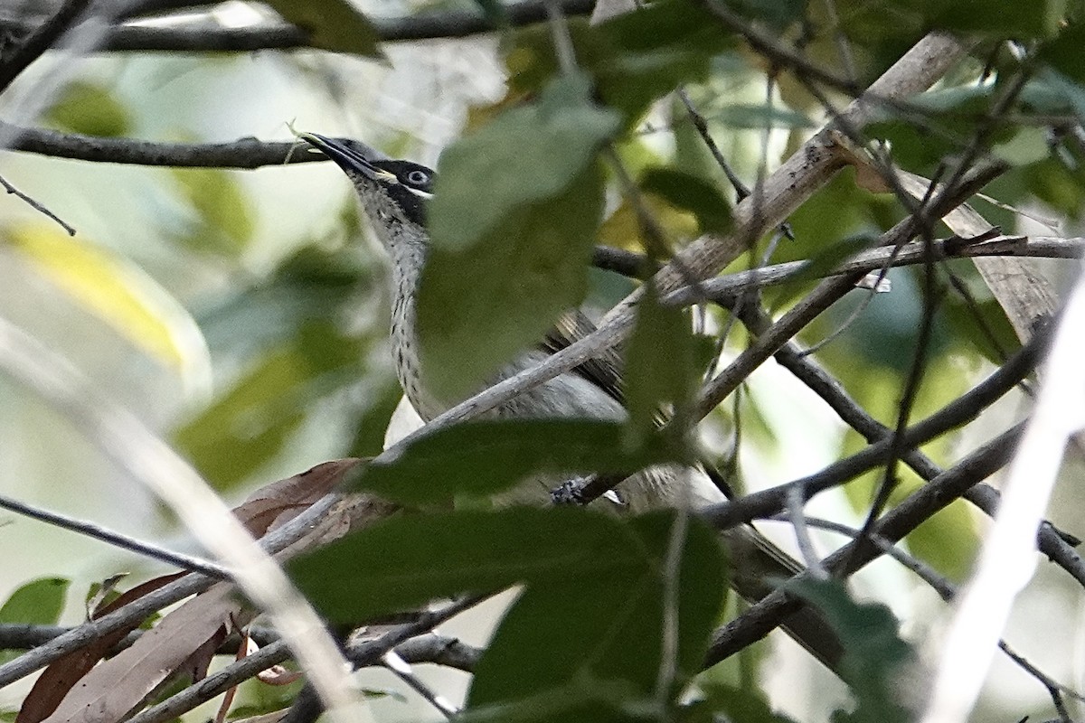 eBird Checklist - 5 Oct 2025 - Kakadu National Park--Nourlangie Rock ...