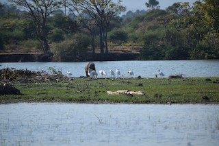 Lifau, Oecussi, Timor-Leste - eBird Hotspot