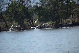 Lifau, Oecussi, Timor-Leste - eBird Hotspot