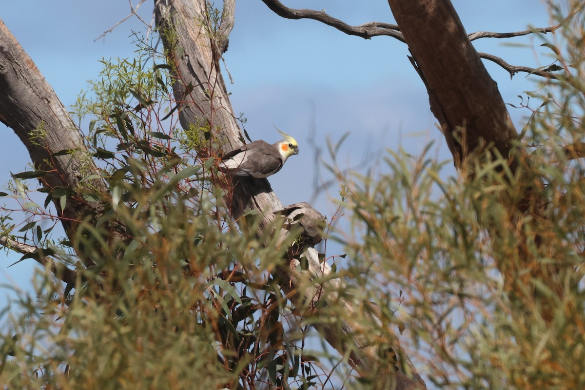 eBird Checklist - 3 Oct 2025 - Goschen Bushland Reserve - 25 species
