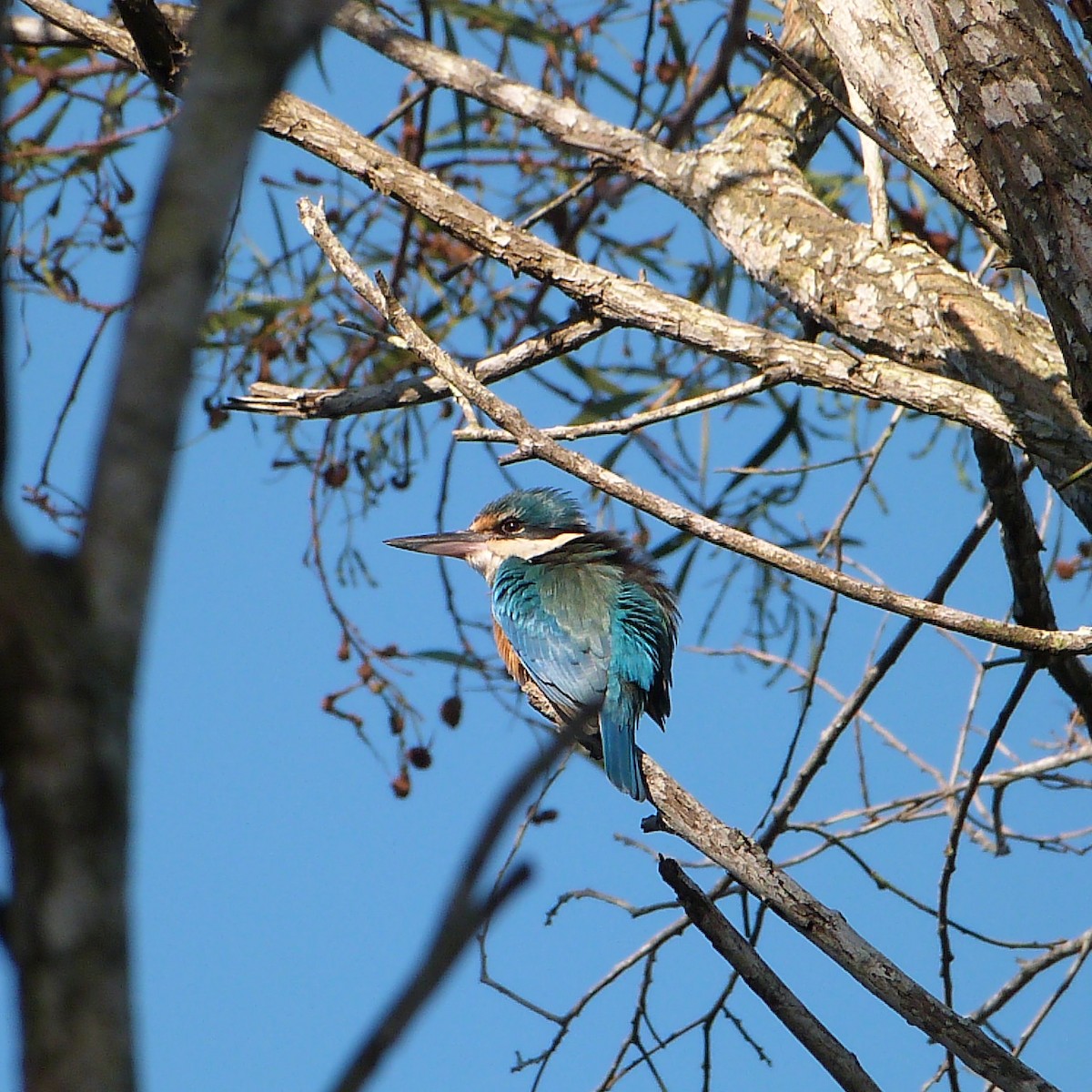 eBird Checklist - 16 Oct 2025 - Beryl Roberts Park (Coopers Plains ...