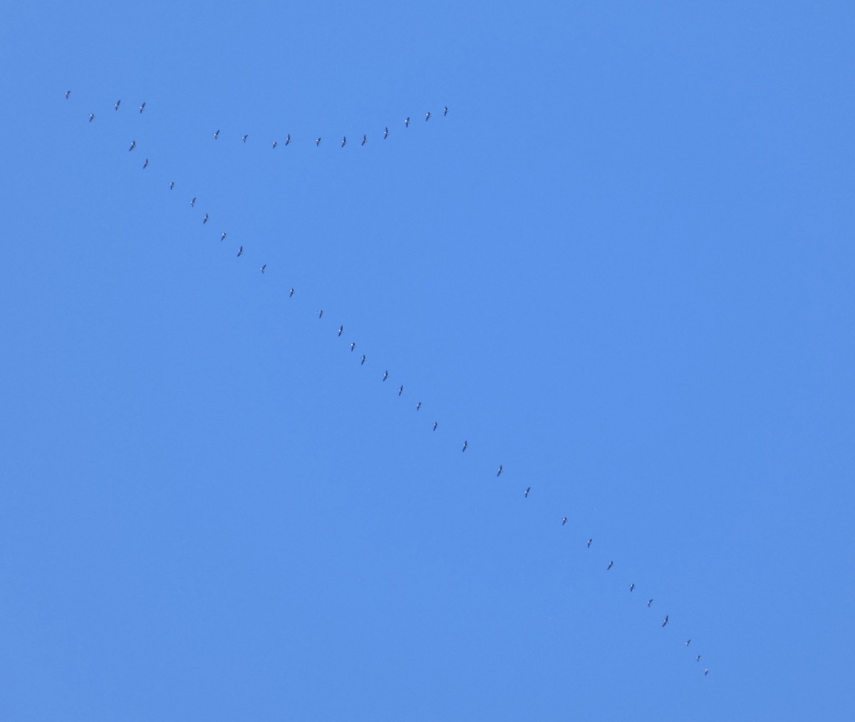 eBird Checklist - 16 Oct 2025 - YARD (Ringwood) - 29 species (+2 other ...