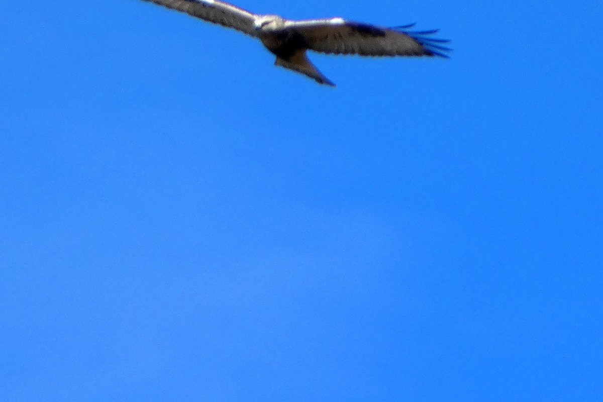 eBird Checklist - 15 Oct 2025 - Mima Mounds Natural Area - 6 species ...