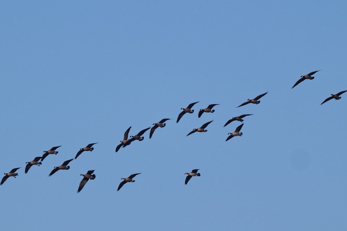 eBird Checklist - 15 Oct 2025 - Billy Frank Jr. Nisqually NWR - 67 ...