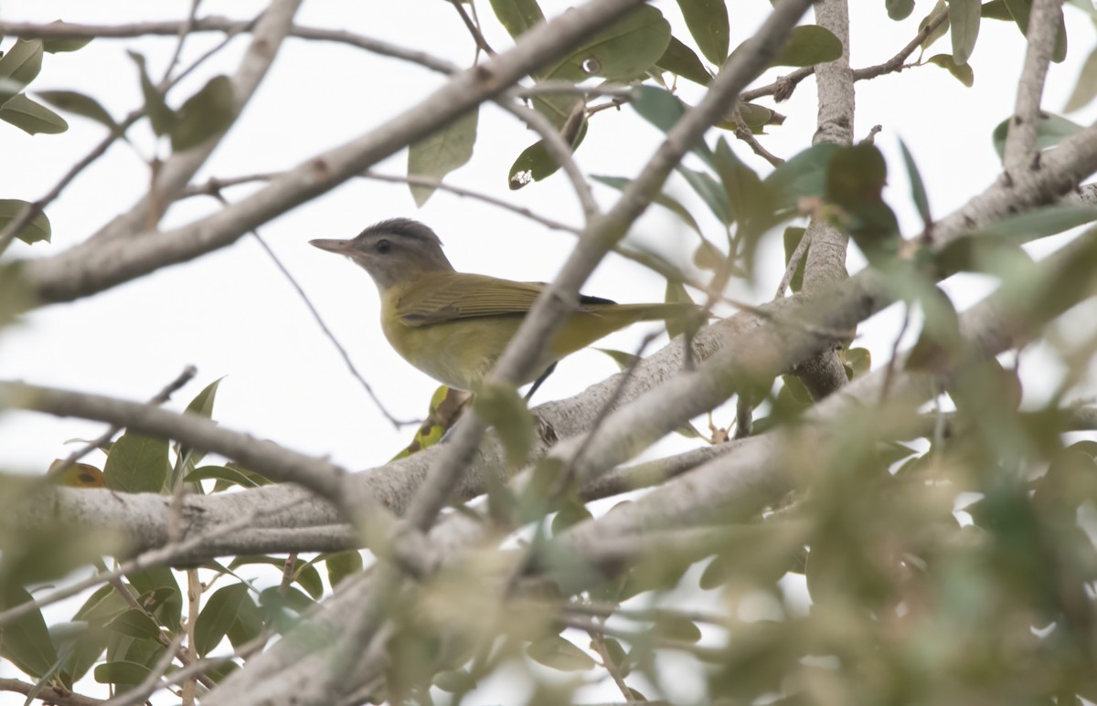 eBird Checklist - 16 Oct 2025 - A. D. Barnes Park - 39 species
