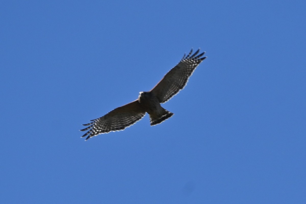 eBird Checklist - 16 Oct 2025 - Ashland Nature Center and Hawk Watch ...