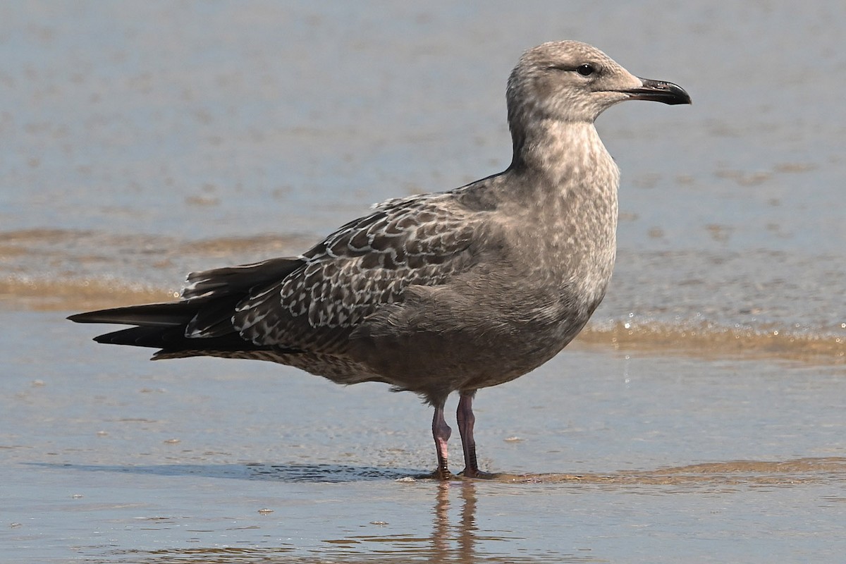 eBird Checklist - 12 Oct 2025 - South Padre Is.--N. of SPI city limits ...