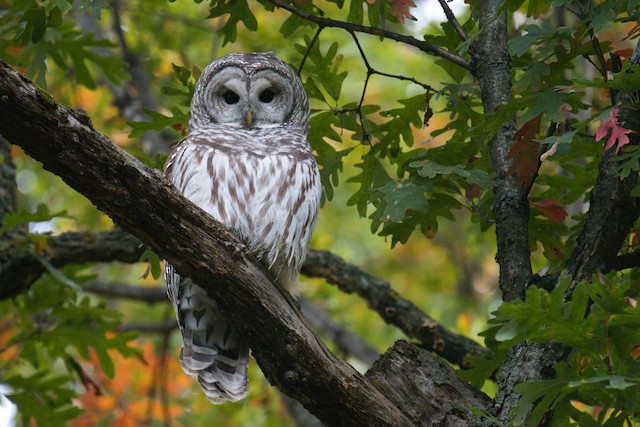Minnesota eBird November Spotlight Images - eBird Minnesota