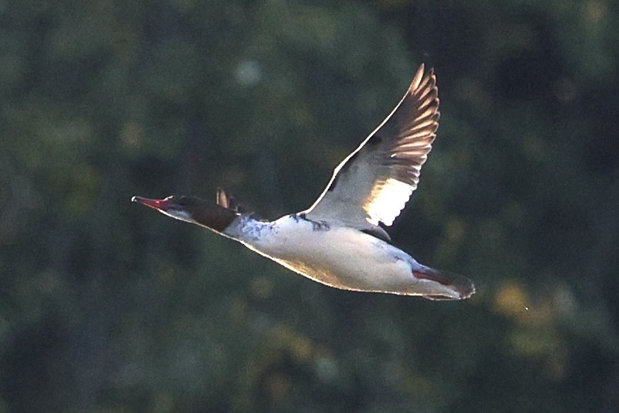 eBird Checklist - 17 Oct 2025 - Prospect Park - 41 species