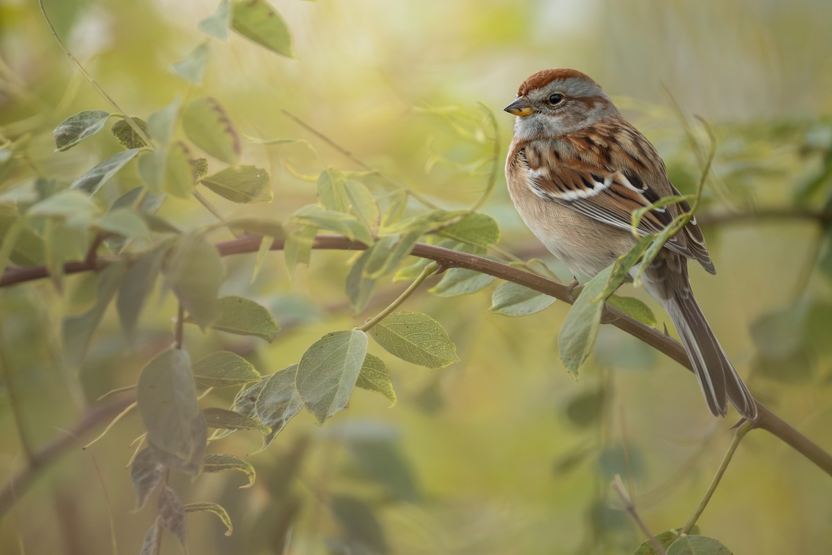 eBird Checklist - 17 Oct 2025 - Montrose Point Bird Sanctuary, Lincoln ...