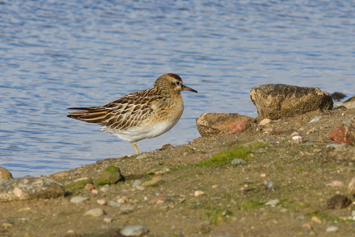 eBird Checklist - 17 Oct 2025 - Hartlen Point - 16 species