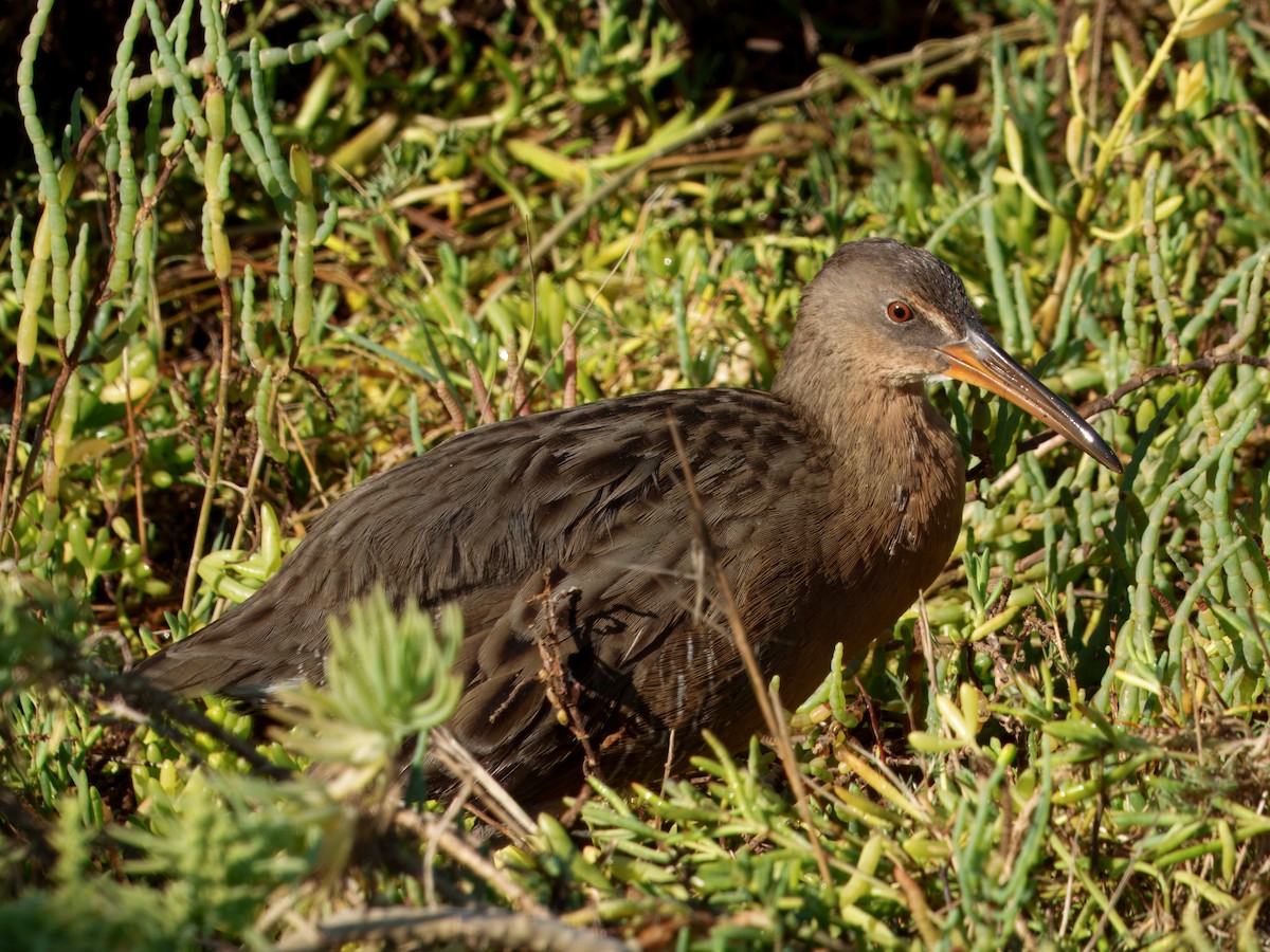 eBird Checklist - 17 Oct 2025 - Bolsa Chica Ecological Reserve - 54 ...