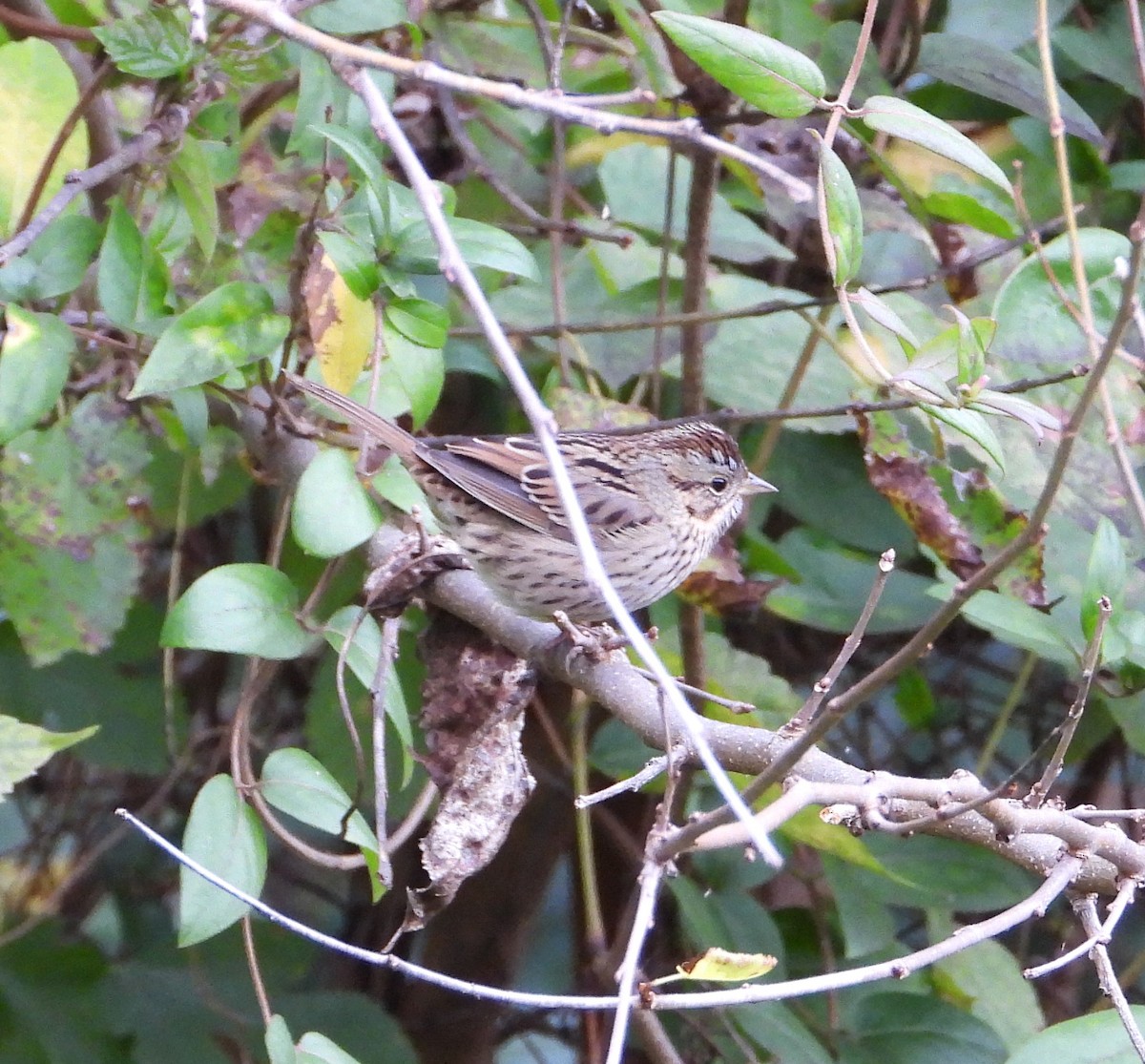 eBird Checklist - 18 Oct 2025 - Daniels Run Park - 25 species