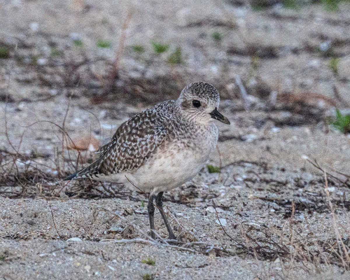 eBird Checklist - 17 Oct 2025 - Bolsa Chica--walkbridge/inner bay - 31 ...