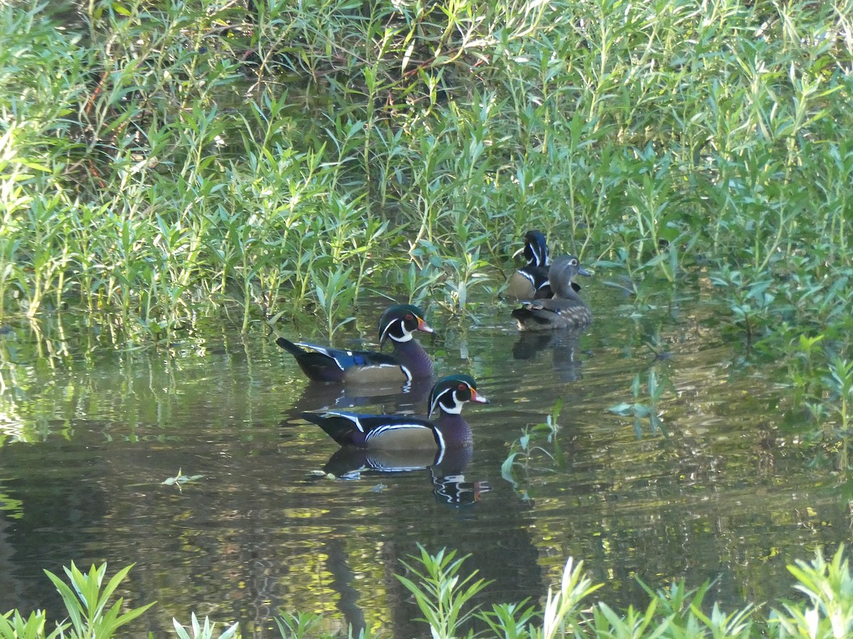 eBird Checklist - 18 Oct 2025 - American River Parkway behind condo ...