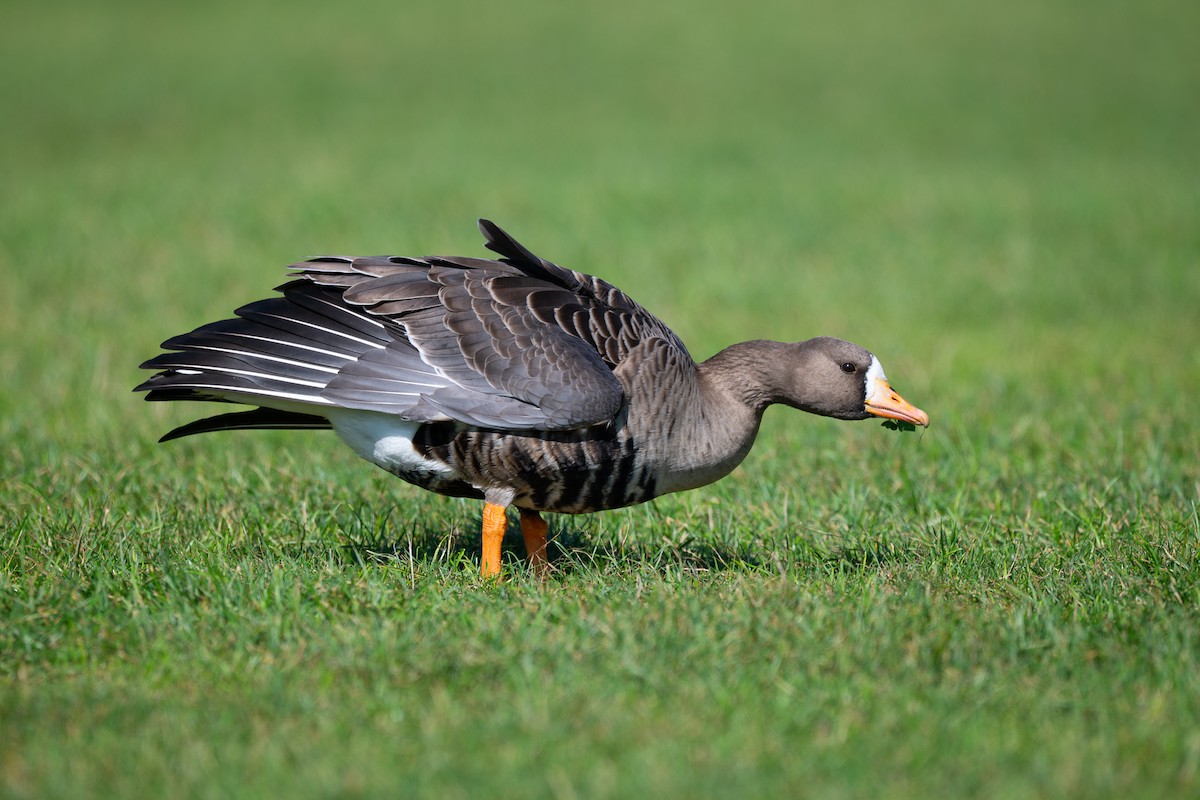 eBird Checklist - 16 Oct 2025 - Montrose Point Bird Sanctuary, Lincoln ...
