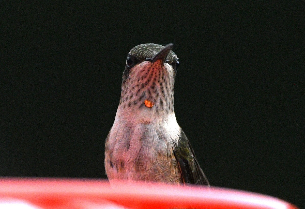 eBird Checklist - 28 Sep 2025 - Home, Kitty Hawk Bay Dr., Colington ...