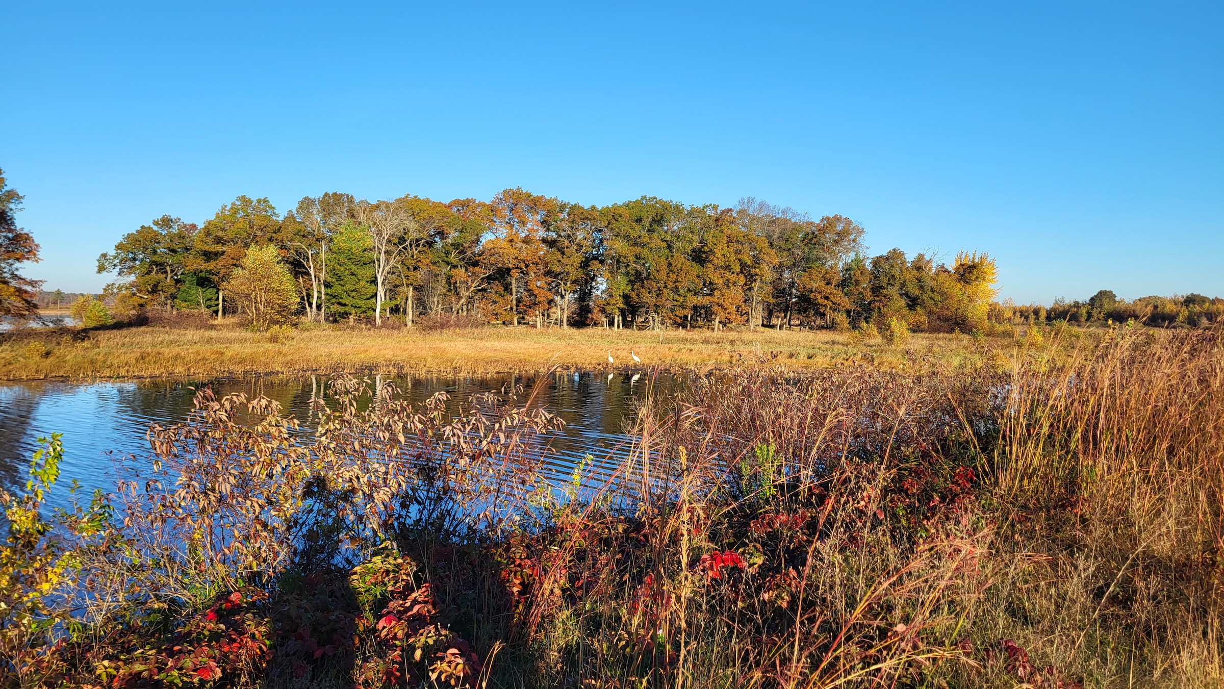 Necedah NWR--Goose Pond - Juneau, Wisconsin, US - Birding Hotspots