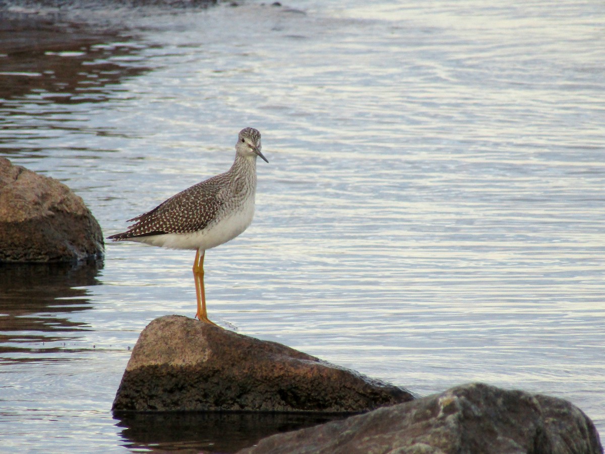 eBird Checklist - 18 Oct 2025 - Superior Point Observation Area - 12 ...