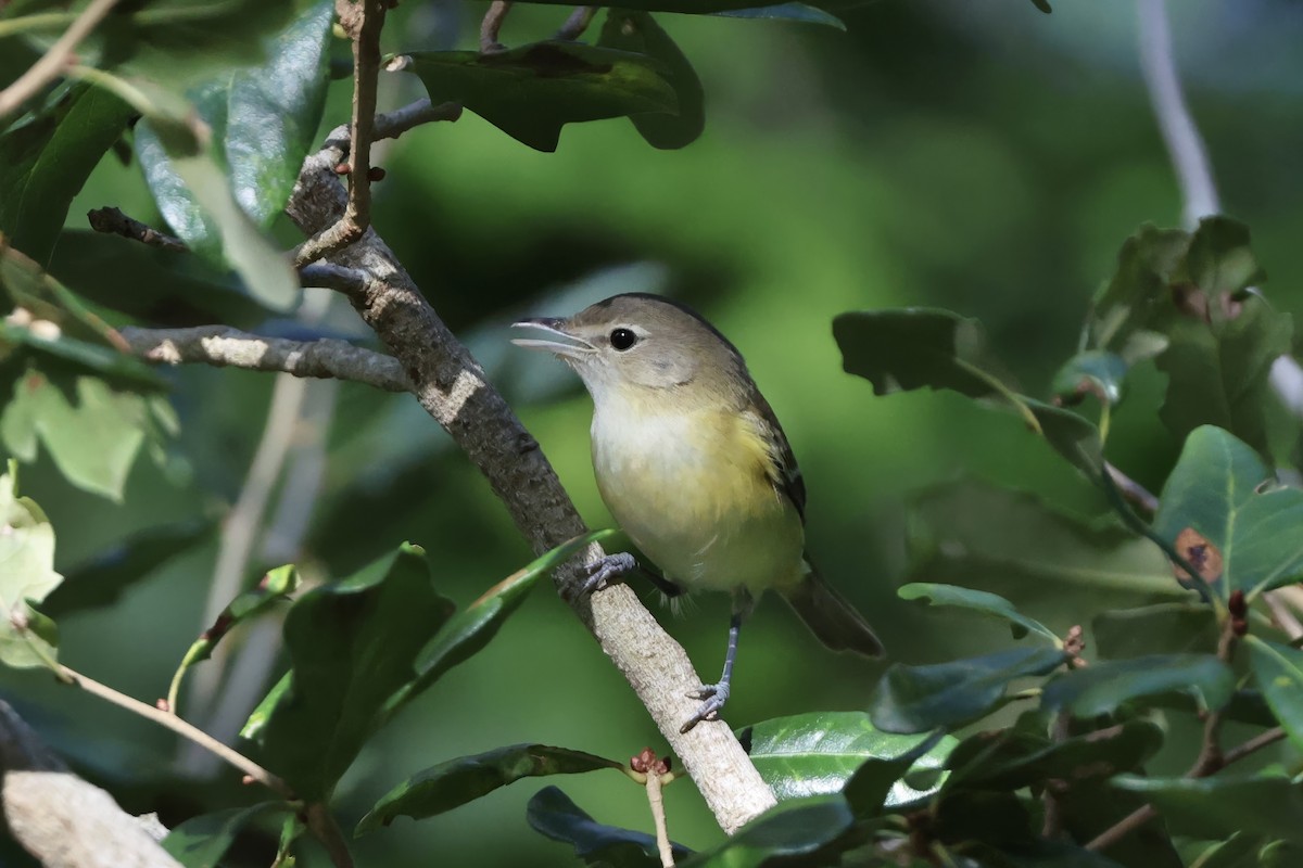 ML643738293 - Bell's Vireo - Macaulay Library