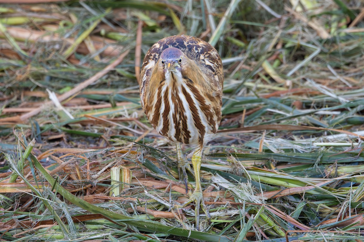 ML643740912 - American Bittern - Macaulay Library