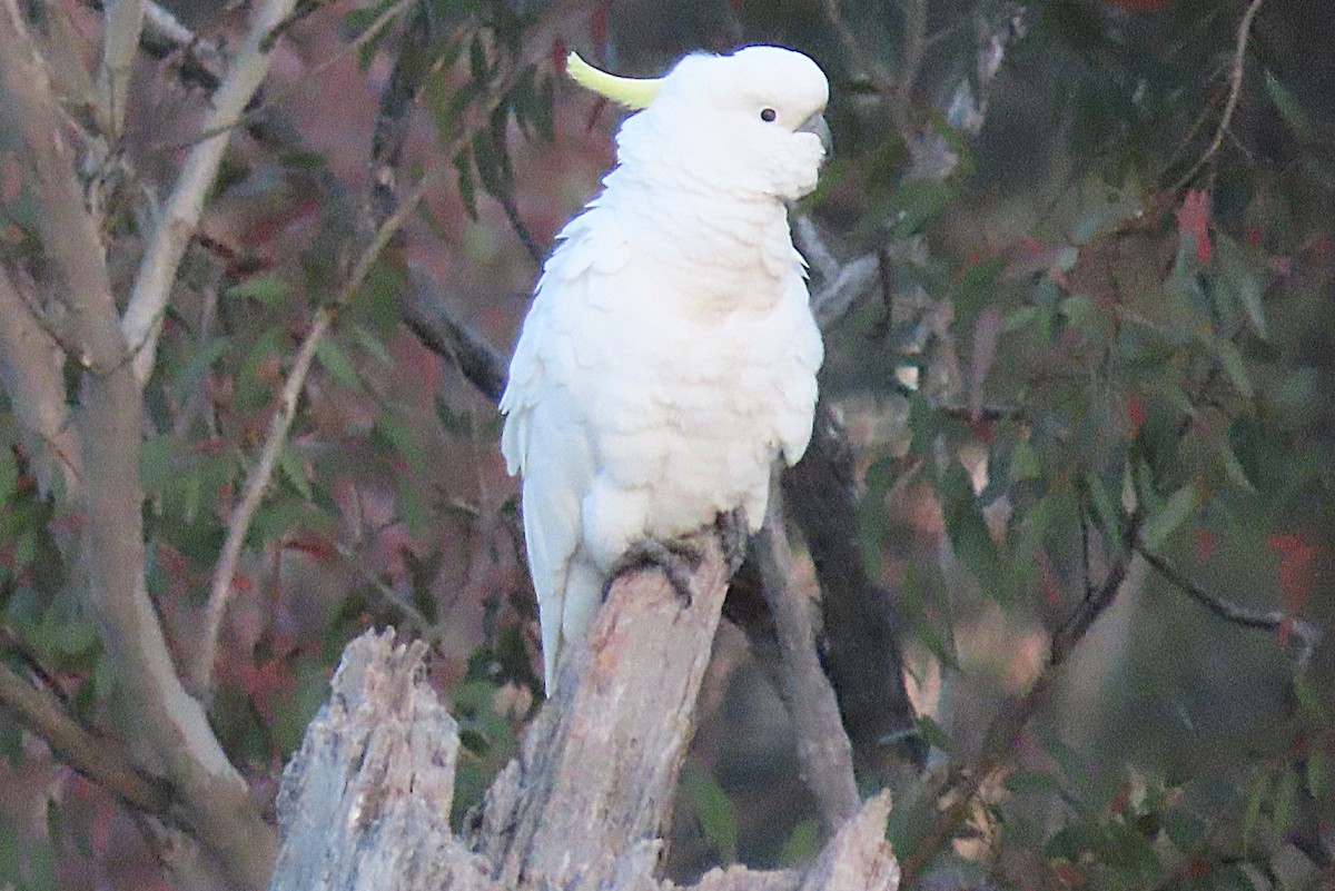 eBird Checklist - 19 Oct 2025 - 252 Nerrimunga Creek Rd, Windellama NSW ...