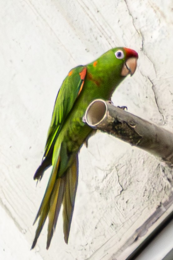 eBird Checklist - 19 Oct 2025 - Rio de Janeiro--Condomínio Nova Ipanema ...