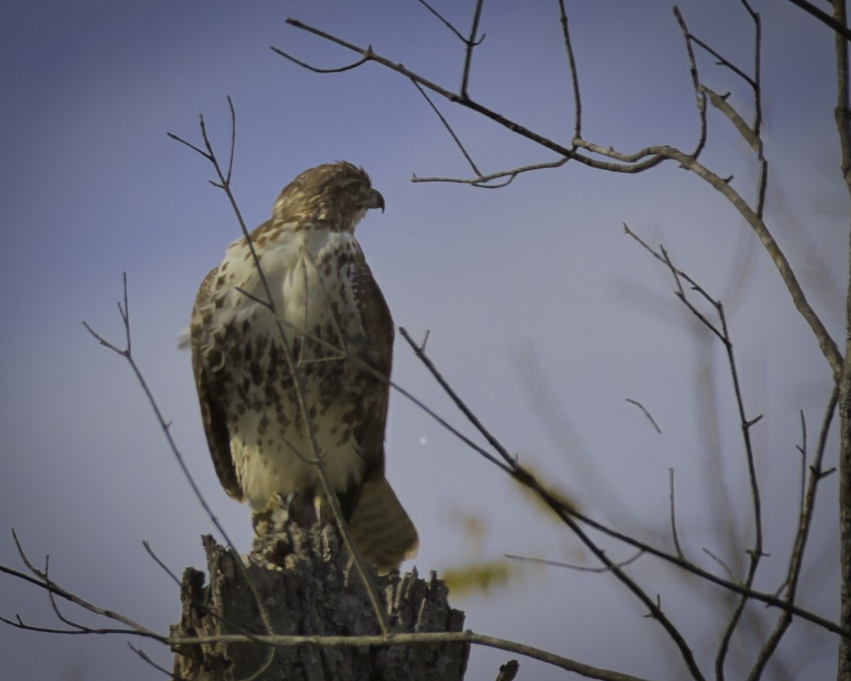 Pennsylvania Bird Atlas Checklist - 18 Oct 2025 - LeTort Spring Run ...