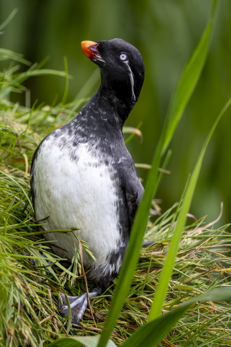 ML643784007 - Parakeet Auklet - Macaulay Library