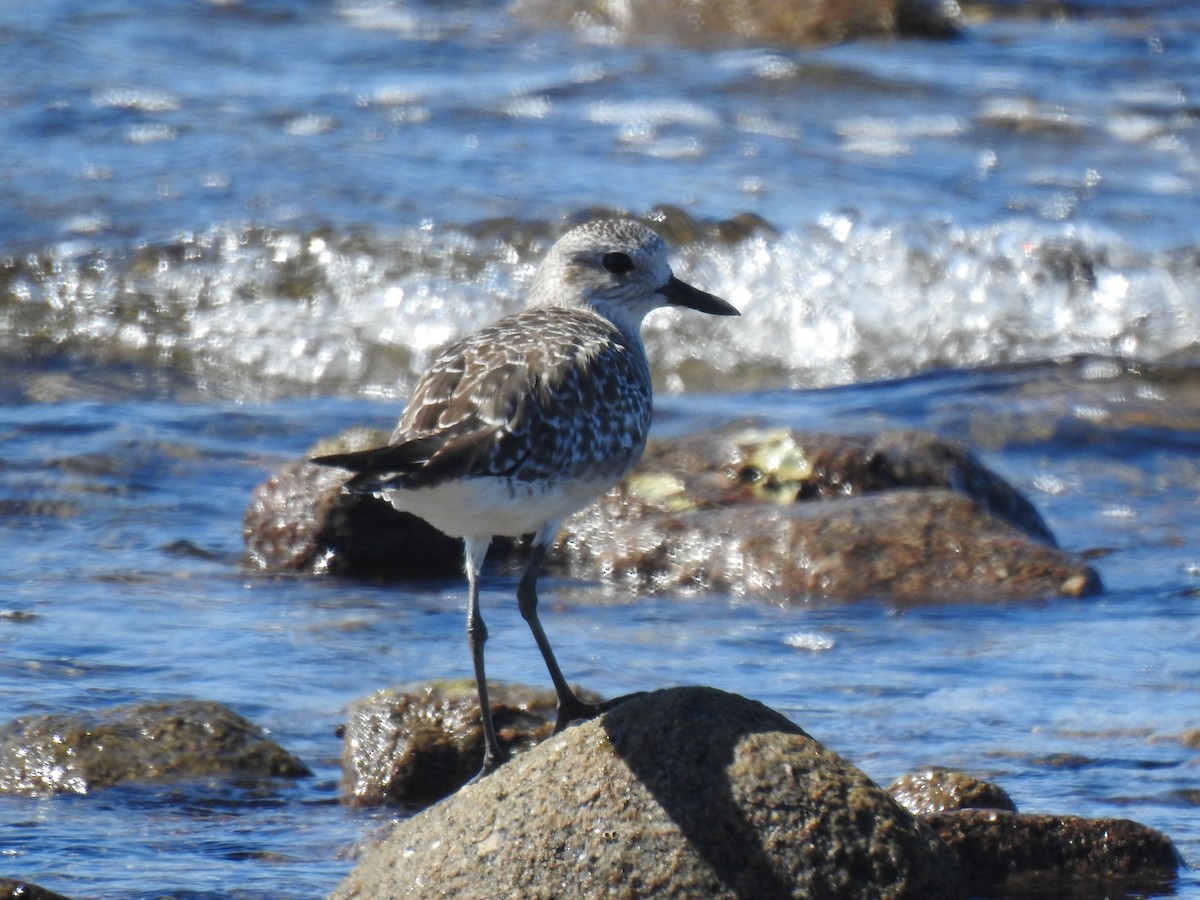 eBird Checklist - 30 Aug 2025 - Puerto Lobos - 26 species