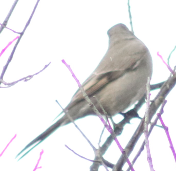 eBird Checklist - 16 Oct 2025 - Elm Creek Park Reserve - 1 species