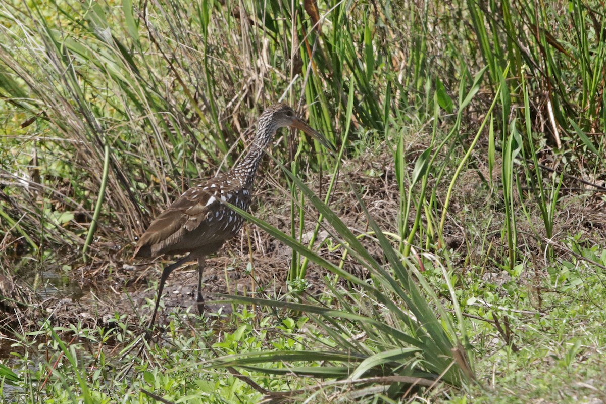 eBird Checklist - 19 Oct 2025 - Tosohatchee WMA - 31 species