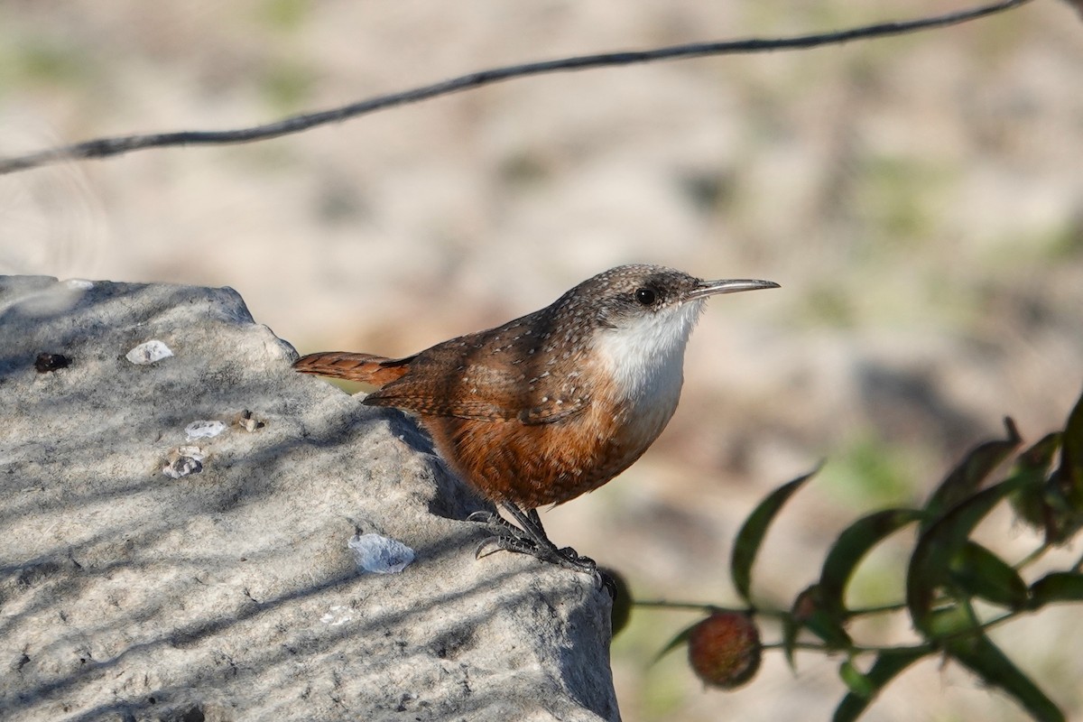 eBird Checklist - 19 Oct 2025 - Lake Travis--Bob Wentz Windy Point Pk ...