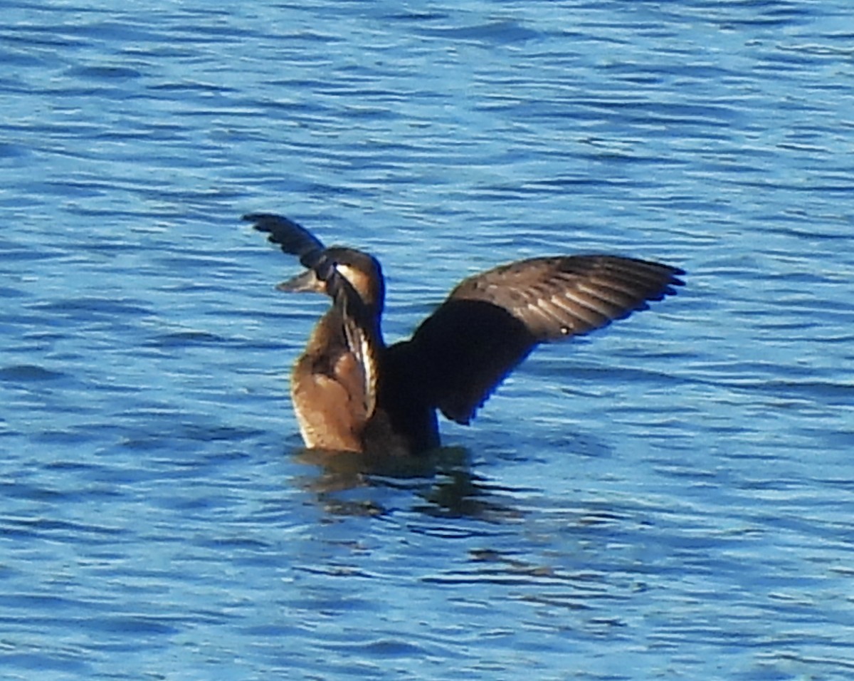 eBird Checklist - 6 Oct 2025 - Henry Hagg Lake Park--Eagle Point ...