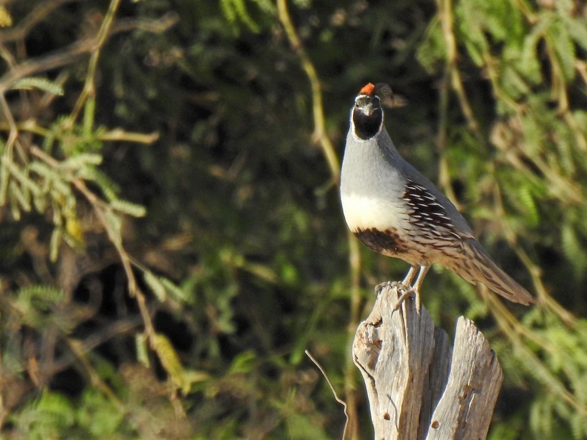 eBird Checklist - 25 Apr 2025 - General Plutarco Elías (Dique) - 28 species