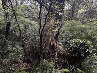 三宅島--大路池 (Miyakejima--Tairo-ike), Miyake, Tokyo, Japan - eBird Hotspot