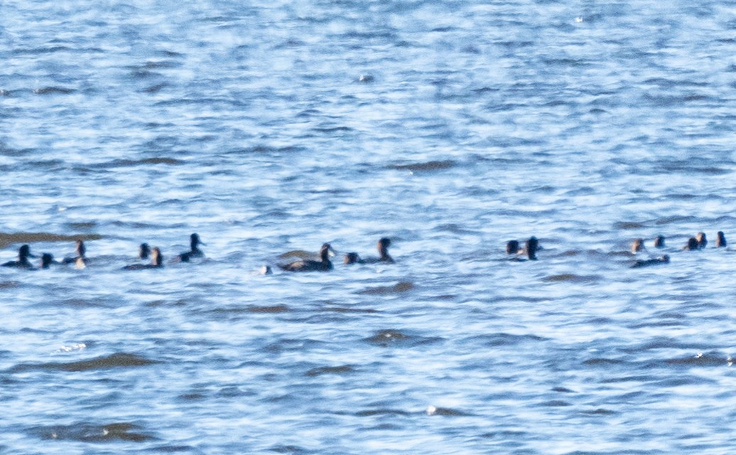 eBird Checklist - 18 Oct 2025 - Rainbow Flowage - 1 species