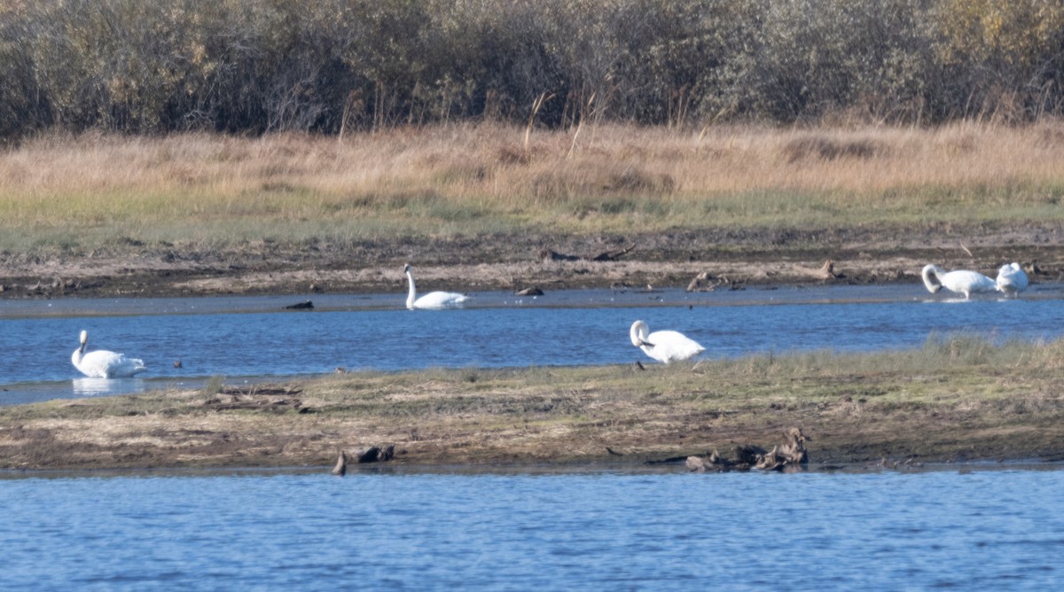 eBird Checklist - 18 Oct 2025 - Rainbow Flowage--Swamp Creek Landing ...