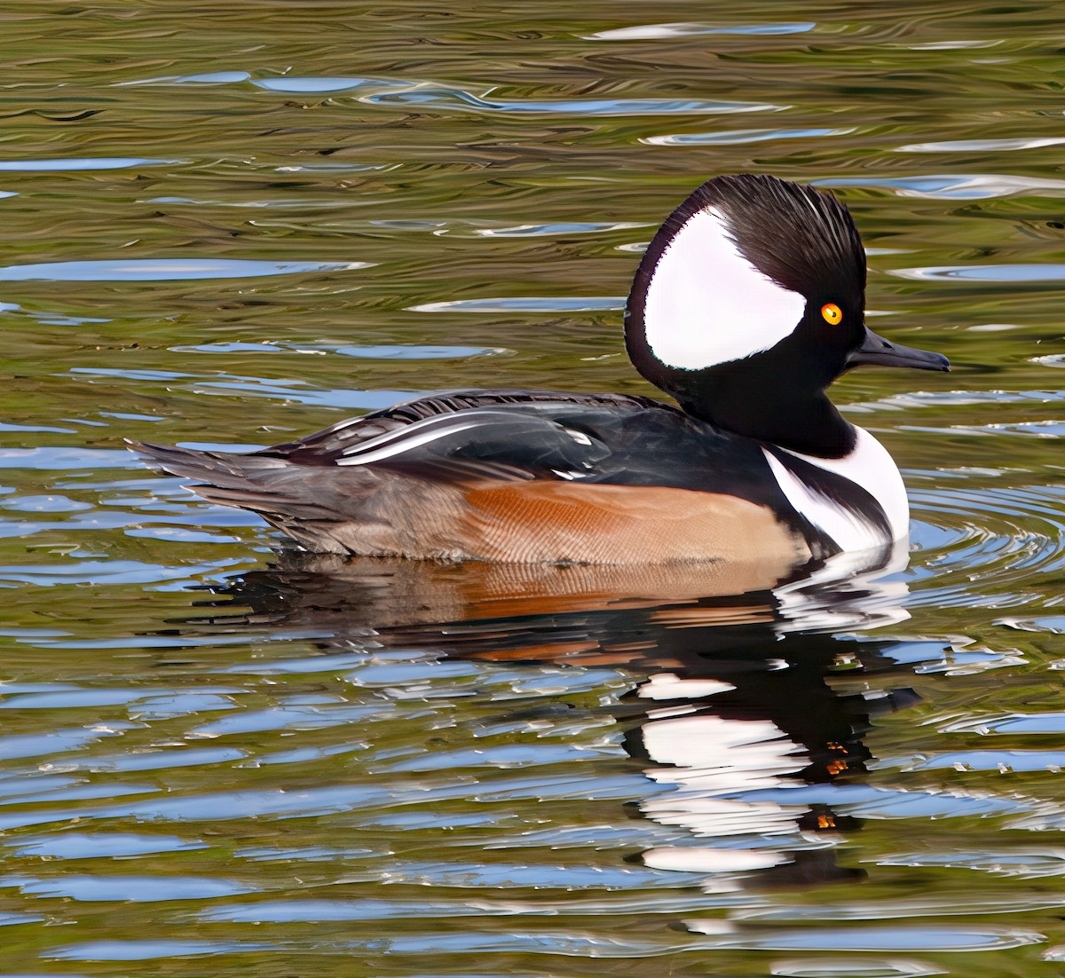 eBird Checklist - 20 Oct 2025 - Vienna Reservoir - 15 species