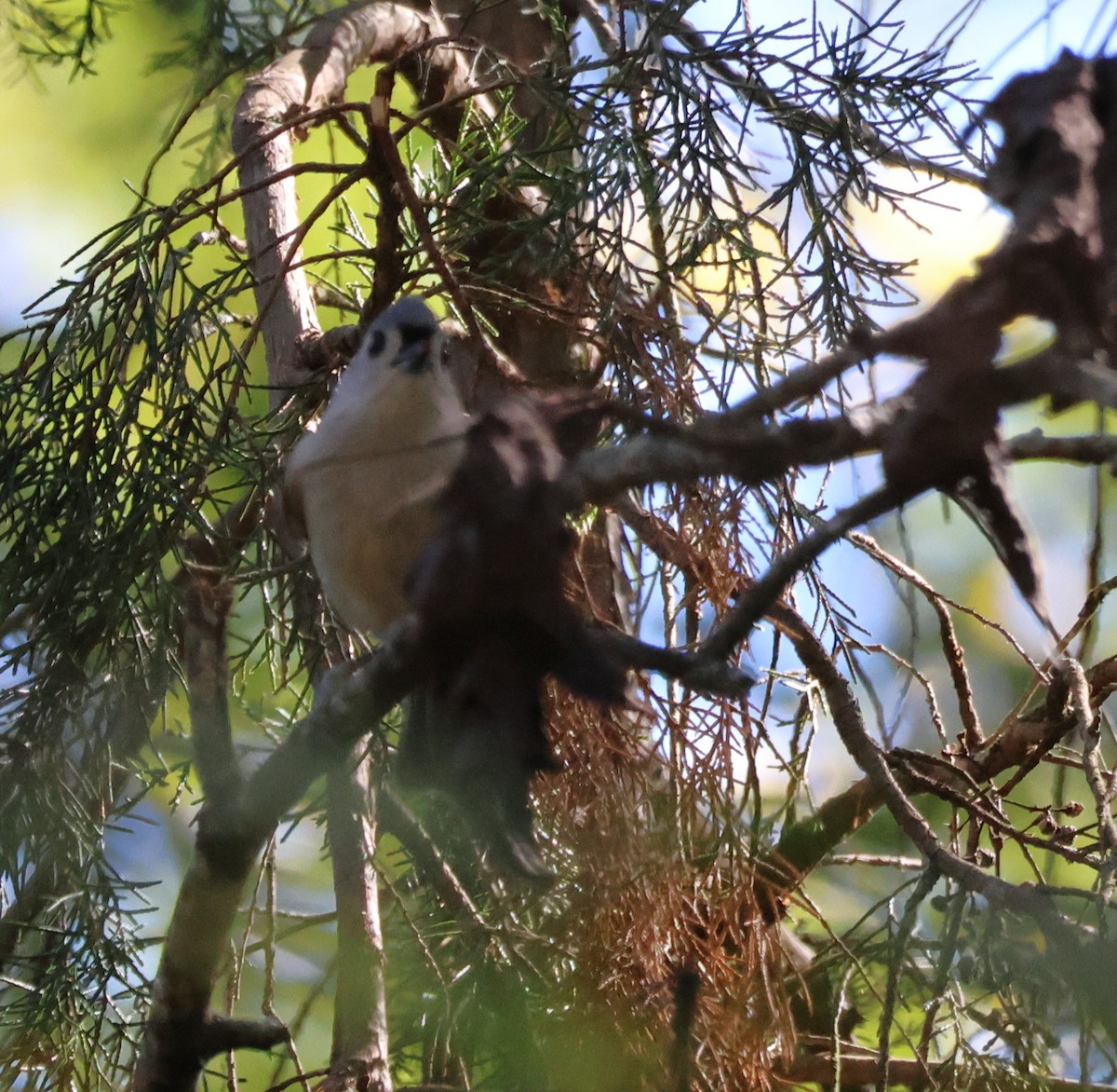 eBird Checklist - 20 Oct 2025 - Wing Haven Gardens and Bird Sanctuary ...