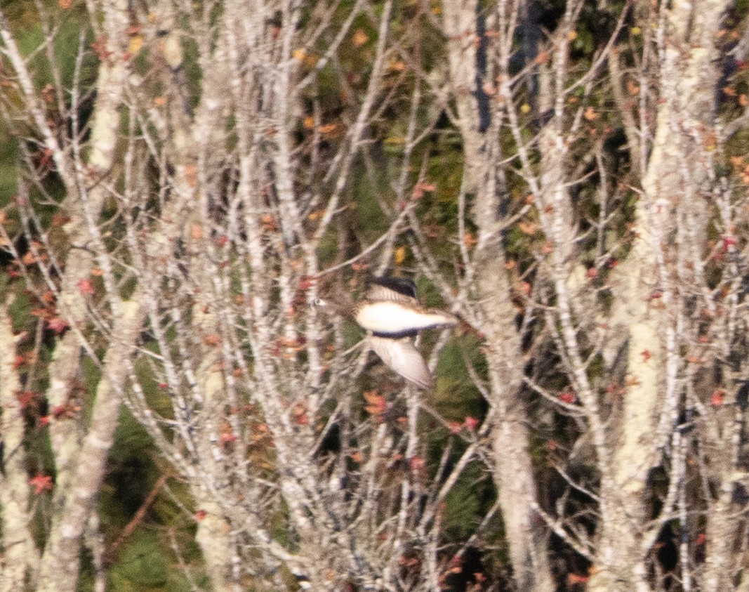 eBird Checklist - 20 Oct 2025 - Sandy River Reservoir--Dam and Boat ...