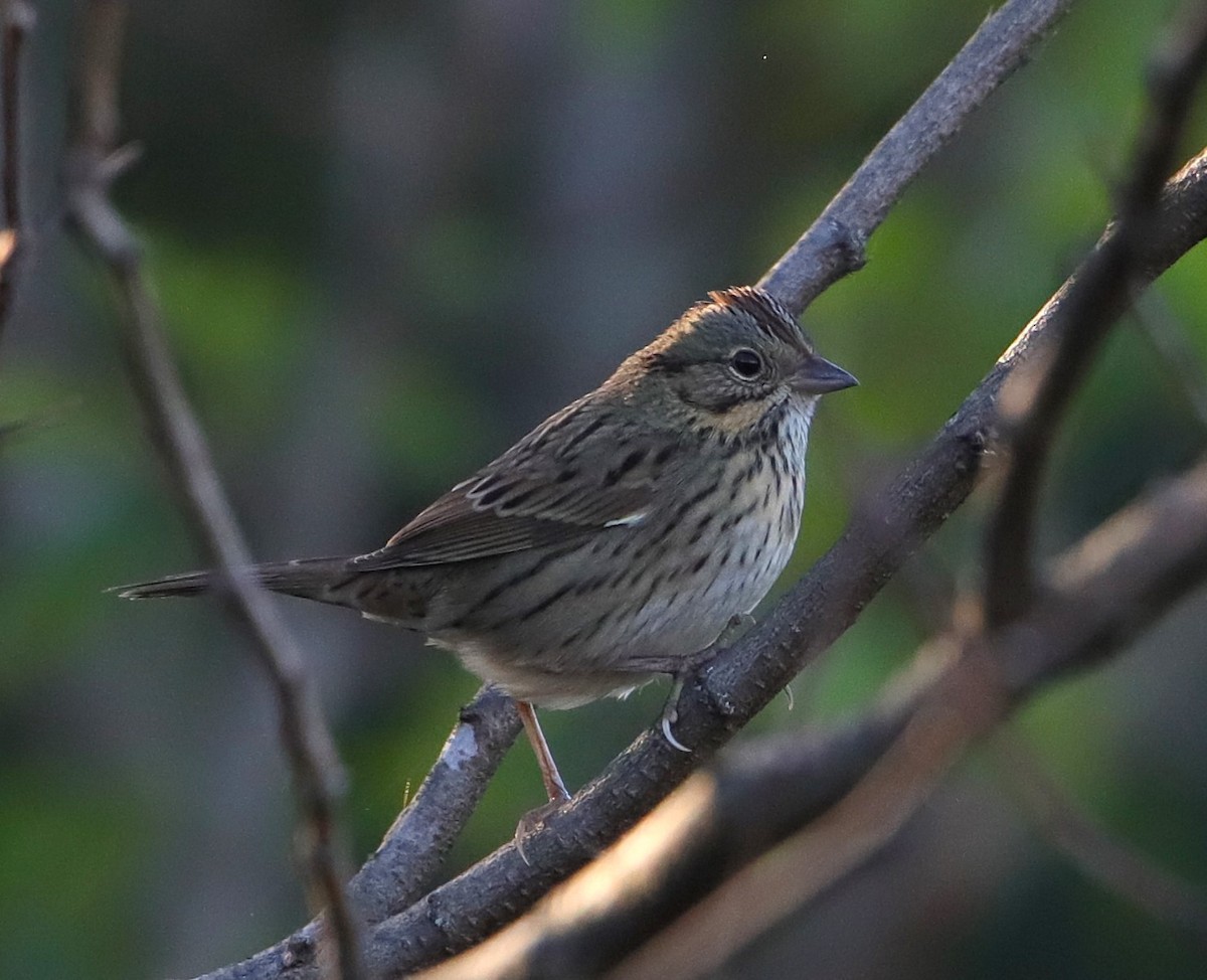 eBird Checklist - 20 Oct 2025 - Lake Cunningham - 32 species