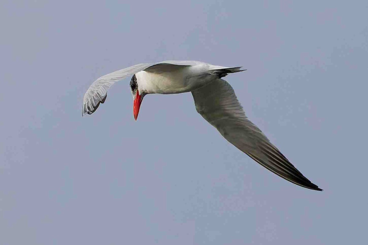 eBird Checklist - 19 Oct 2025 - Ft. Moultrie National Monument - 55 species