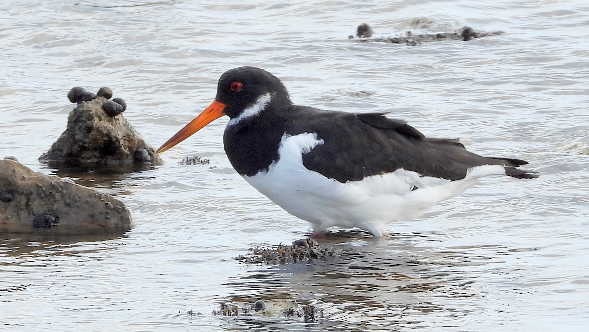 eBird Checklist - 5 Oct 2025 - Poole key and Baiter Park - 9 species