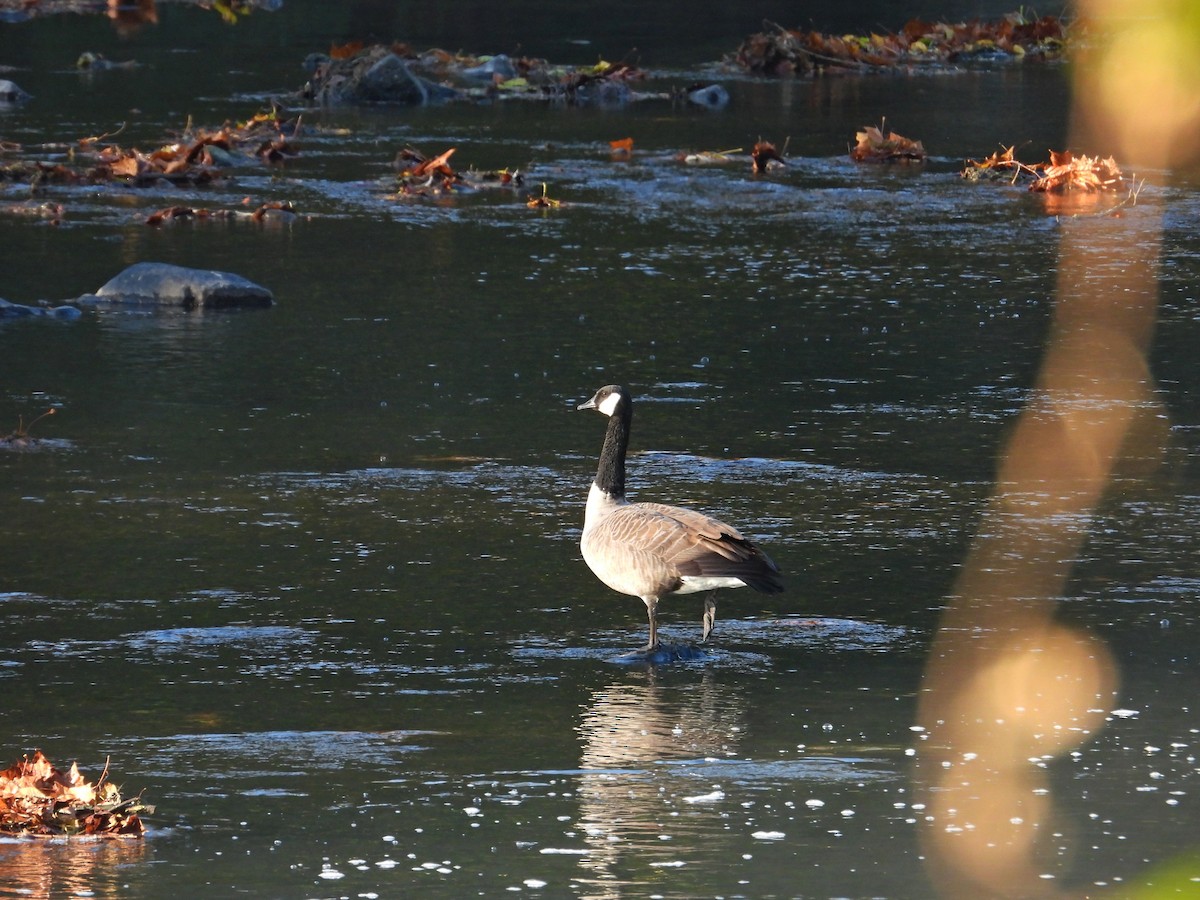 eBird Checklist - 21 Oct 2025 - Exeter Scenic River Trail - 27 species ...