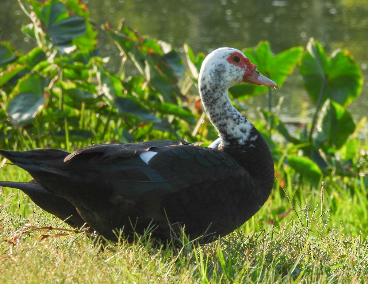 eBird Checklist - 21 Oct 2025 - Univ. of Houston, Clear Lake--Nature ...