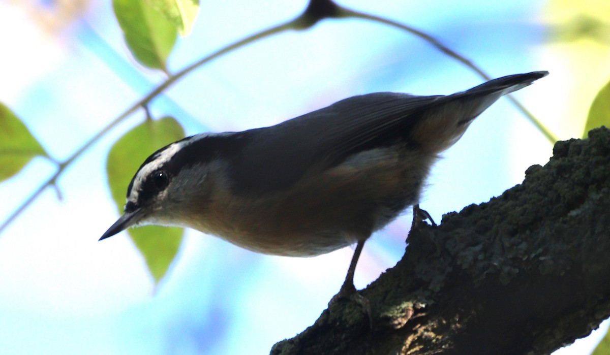 ML643899618 - Red-breasted Nuthatch - Macaulay Library