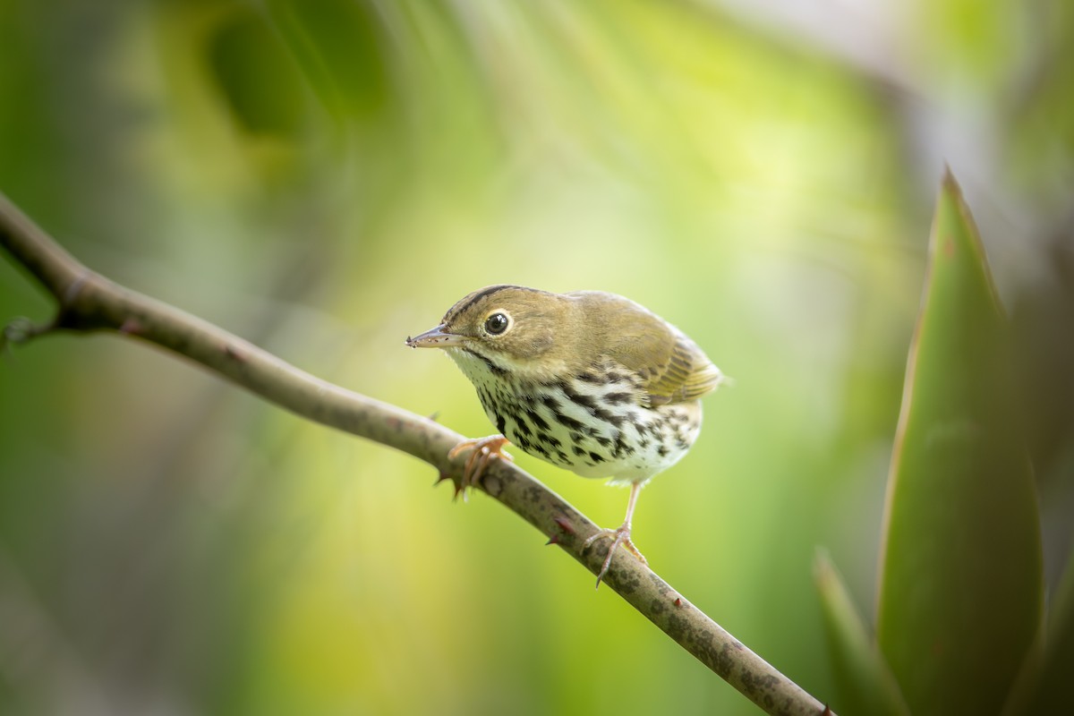 ML643904494 - Ovenbird - Macaulay Library